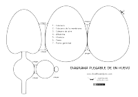 Anatomía de un huevo - Actiludis