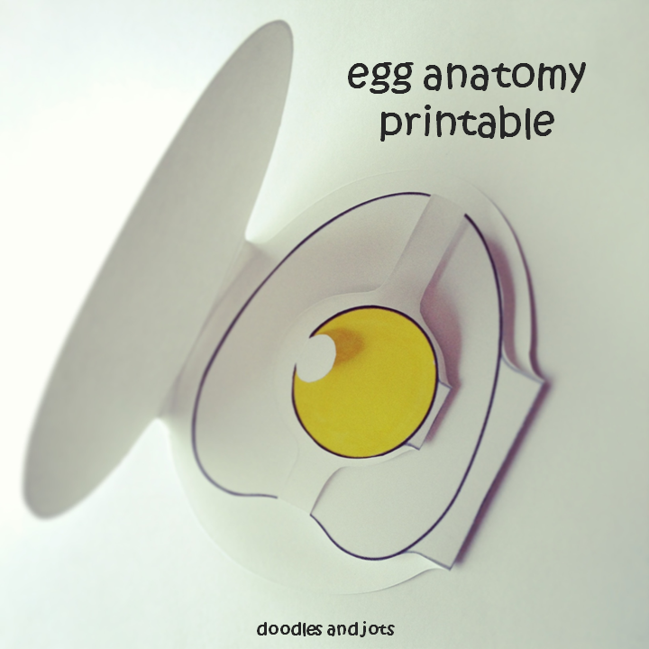 Anatomía de un huevo - Actiludis