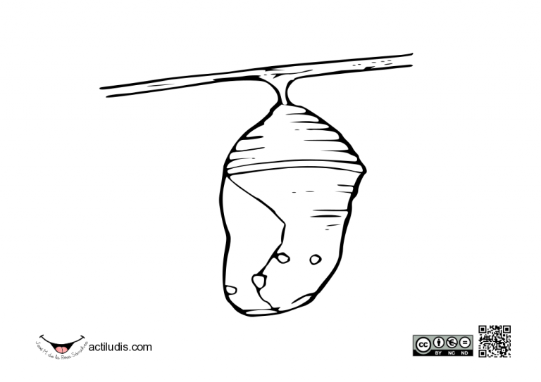 Crisalida - Actiludis