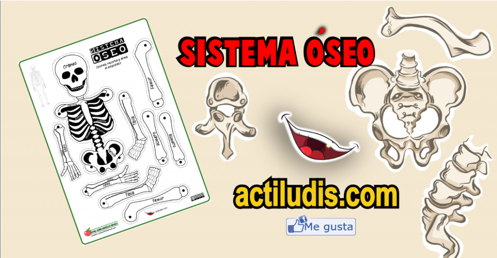 Sistema óseo - Actiludis