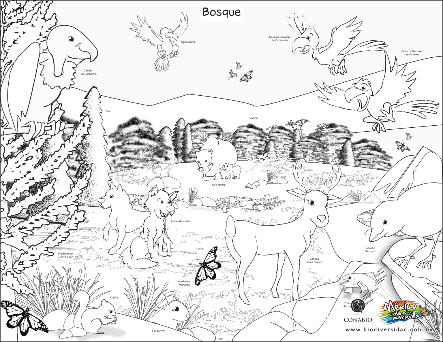 ANIMALES-Y-SU-HABITAT-PARA-COLOREAR-1 - Actiludis