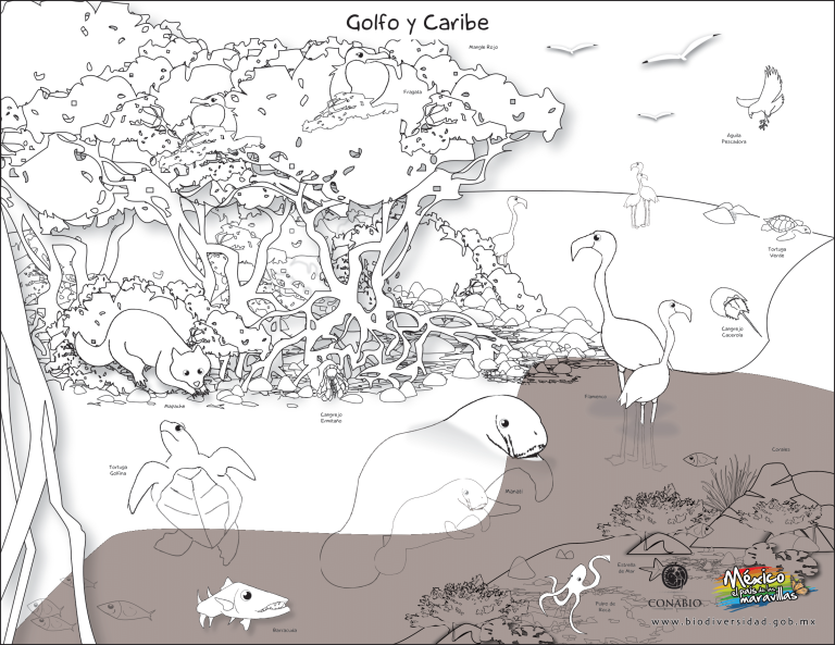 ANIMALES-Y-SU-HABITAT-PARA-COLOREAR-2 - Actiludis