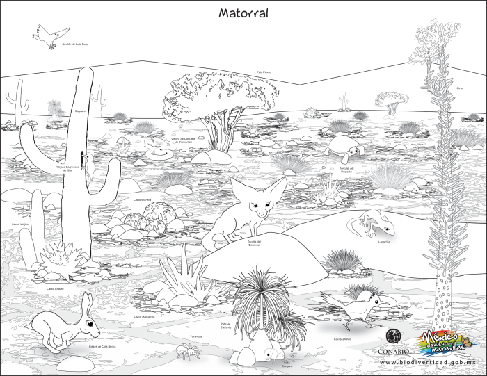 ANIMALES-Y-SU-HABITAT-PARA-COLOREAR-3 - Actiludis