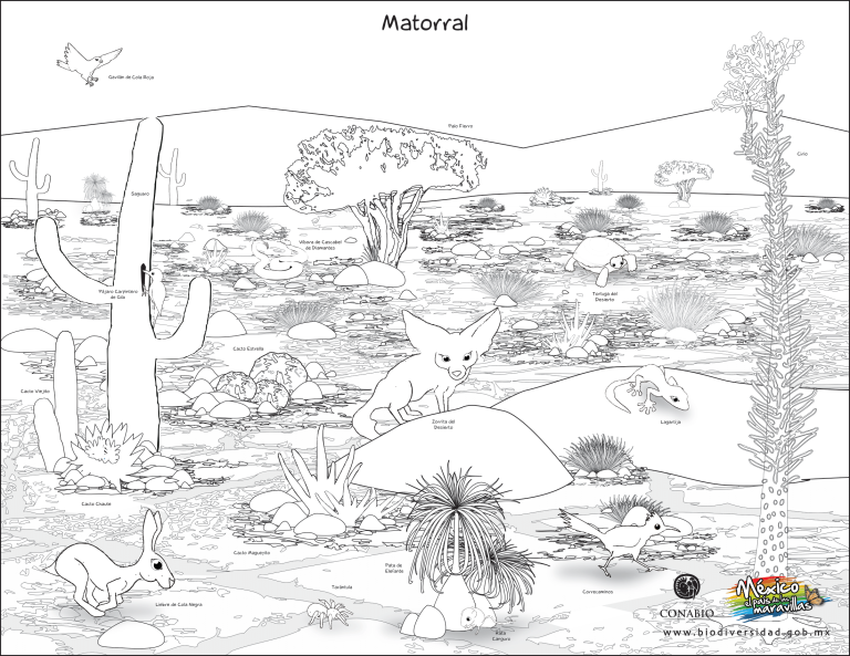 ANIMALES-Y-SU-HABITAT-PARA-COLOREAR-3 - Actiludis