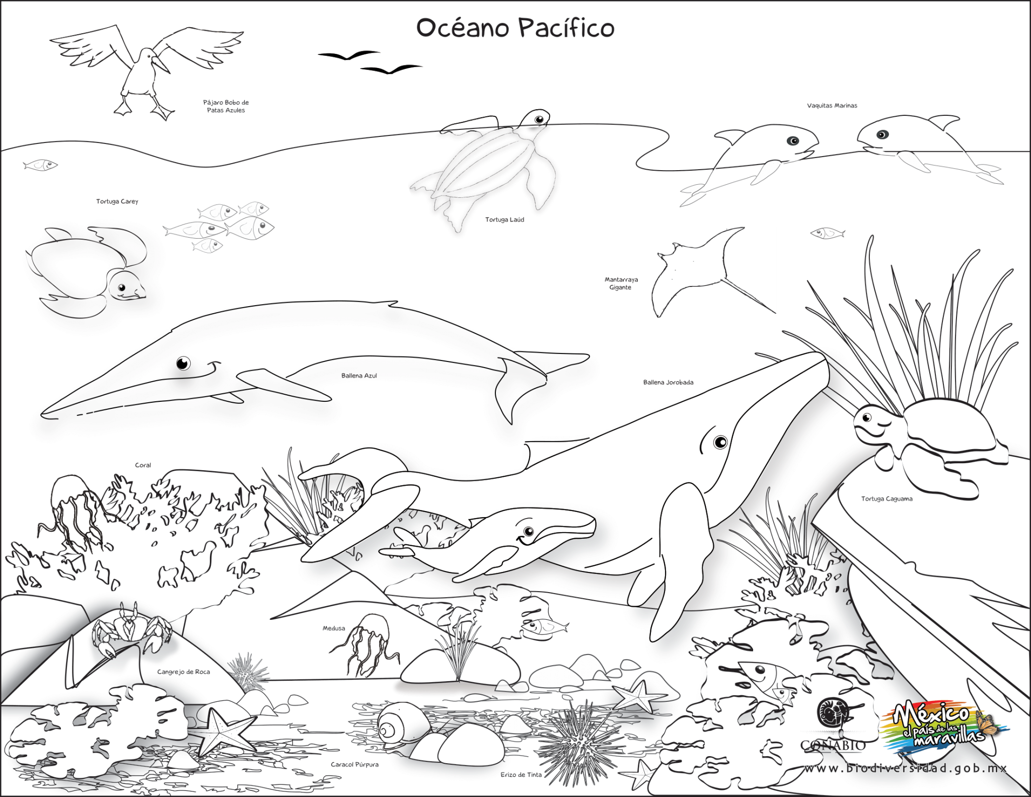 ANIMALES-Y-SU-HABITAT-PARA-COLOREAR-5 - Actiludis