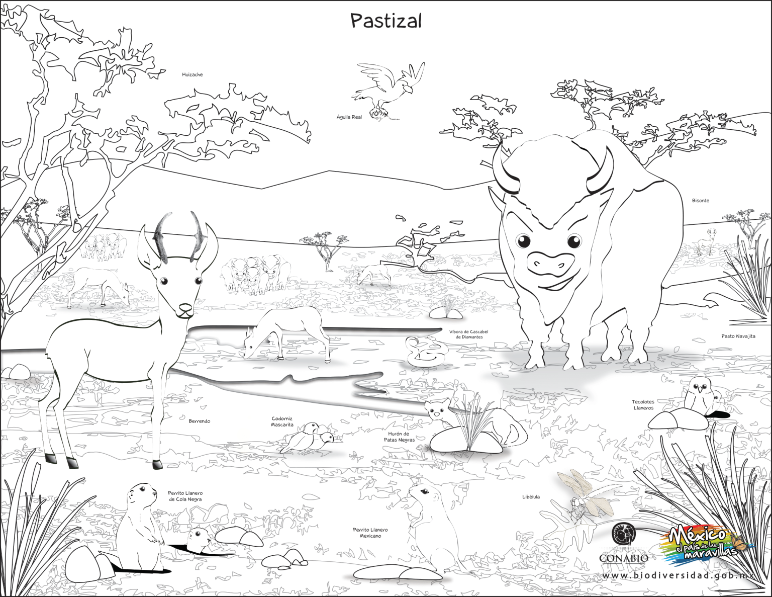 ANIMALES-Y-SU-HABITAT-PARA-COLOREAR-6 - Actiludis