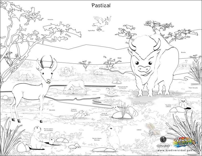 ANIMALES-Y-SU-HABITAT-PARA-COLOREAR-6 - Actiludis