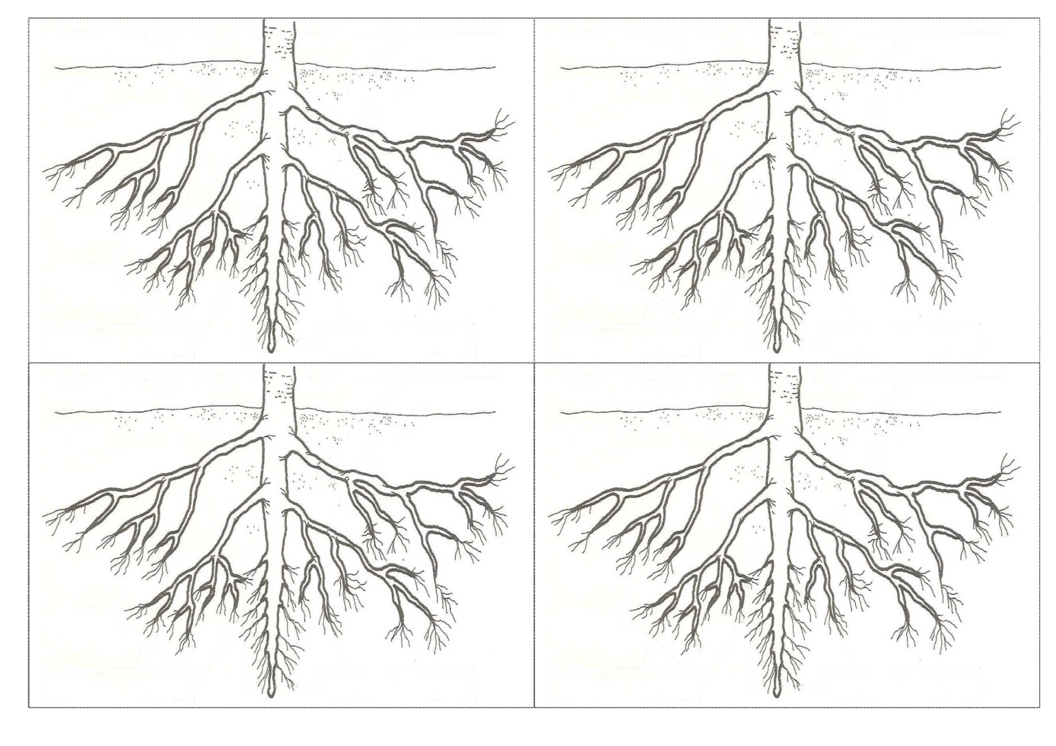 Recortes sobre el Reino Vegetal. - Actiludis